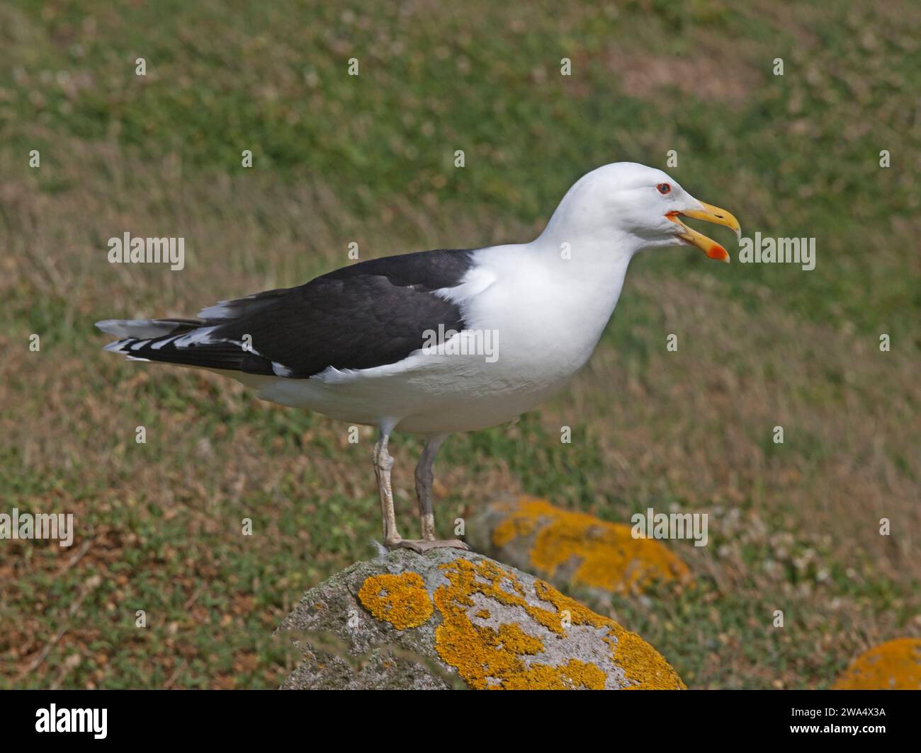 Adult great black-backed gull standing Stock Photo - Alamy