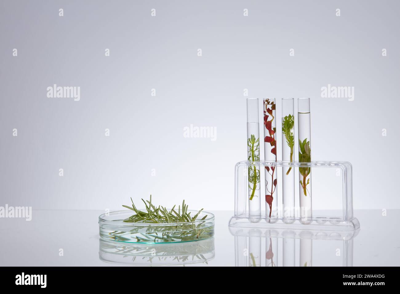 Front view of different types of seaweed on test tube and petri dish ...