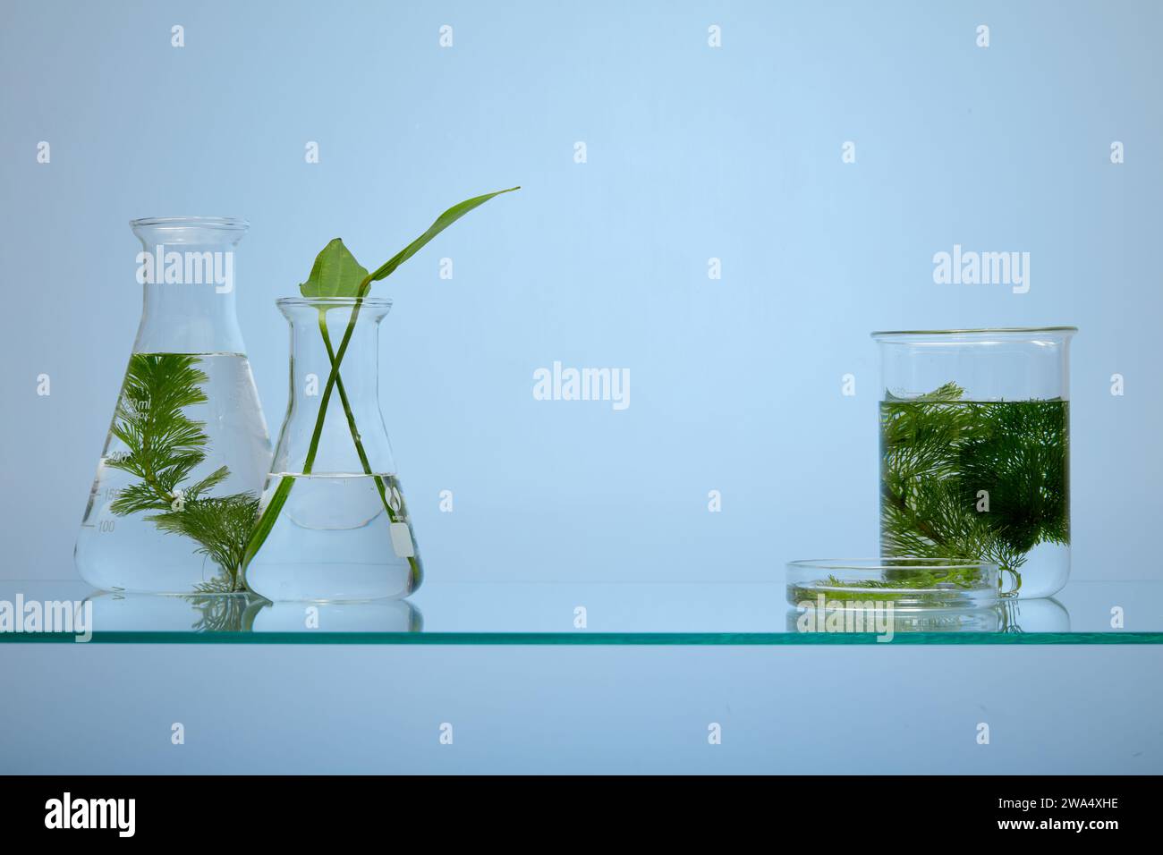 Aquatic plants, different types of seaweed in laboratory flasks, placed ...