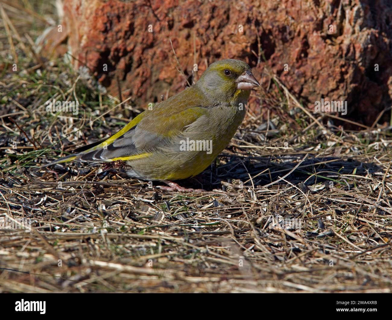 European greenfinch hi-res stock photography and images - Alamy