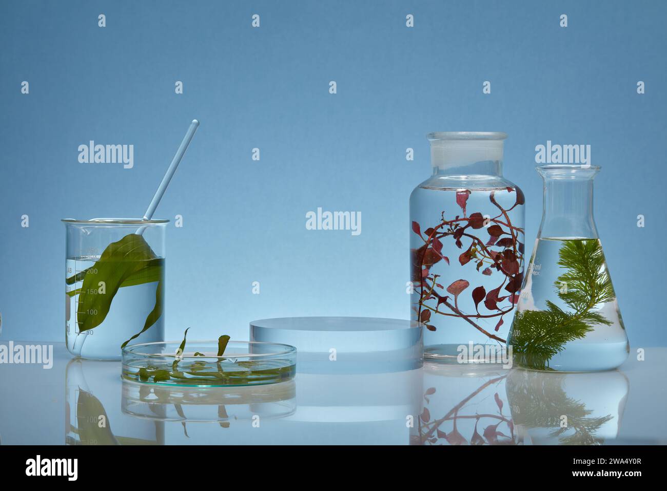 Front view of experimental flasks containing different types of seaweed ...