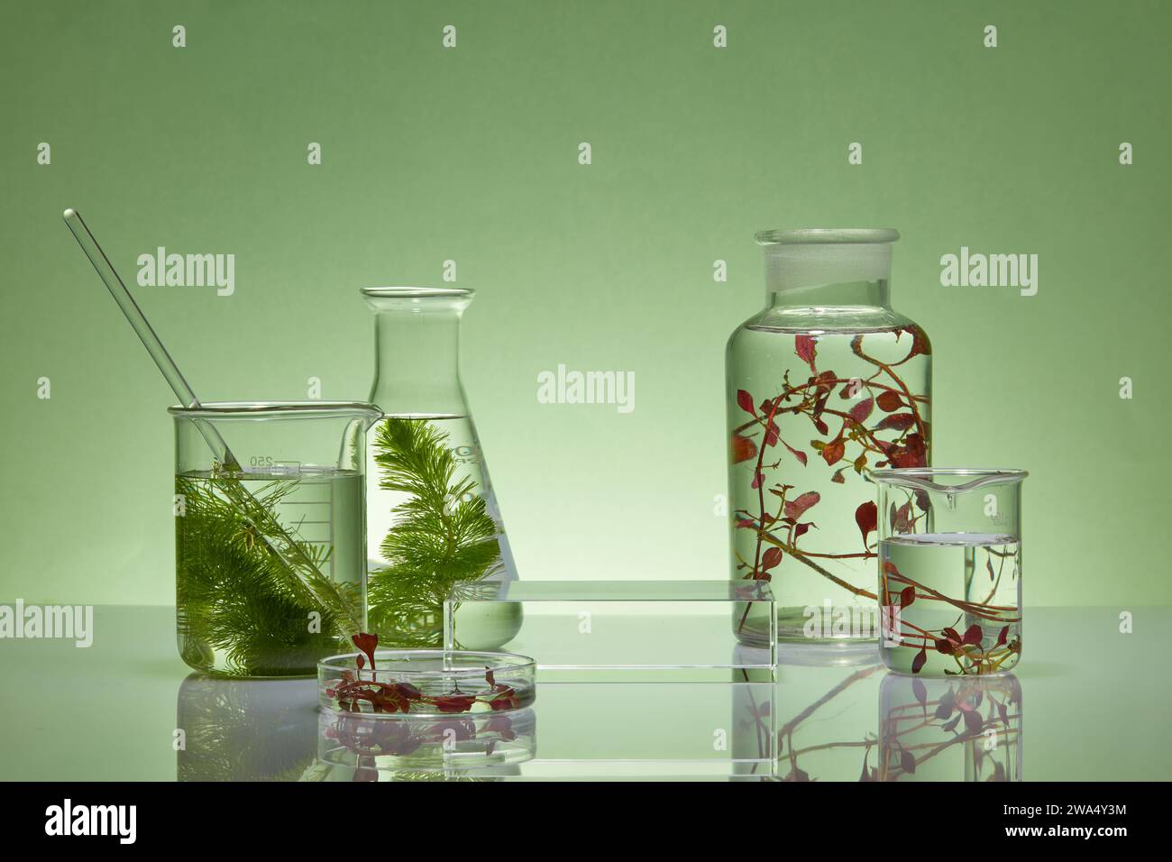 Front view of seaweed leaves on flasks and transparent podium decorated ...