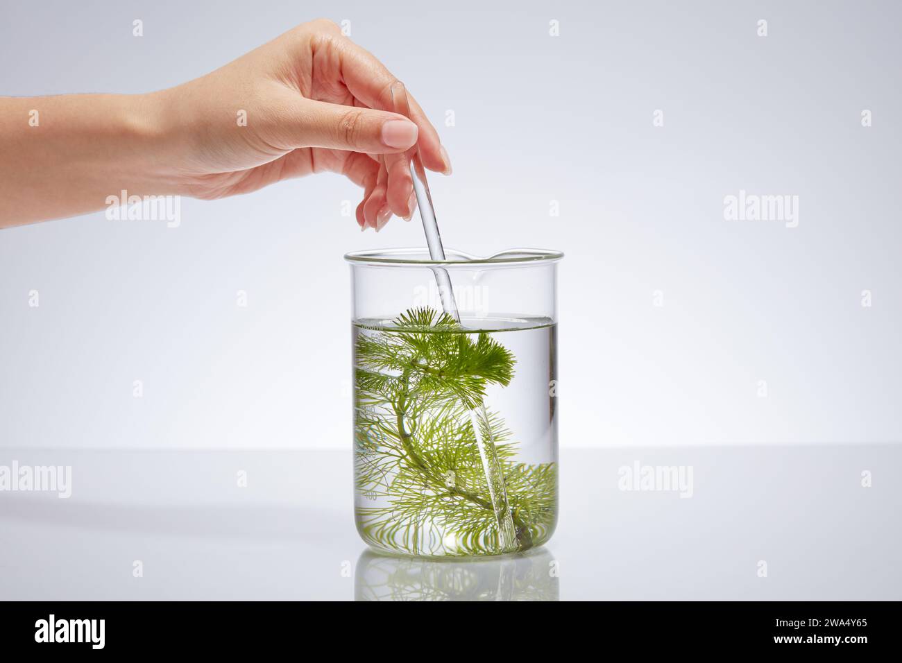 Against the white background, woman's hand holding a glass rod stirring ...