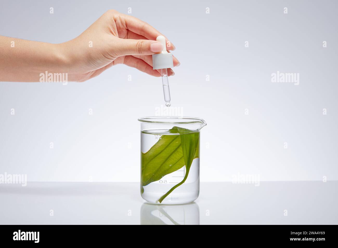 A beaker of fresh green seaweed leaves displayed on backlit white ...