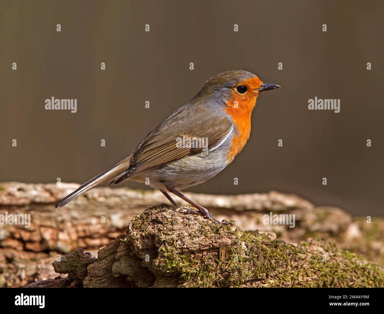 Robin european robin hi-res stock photography and images - Alamy