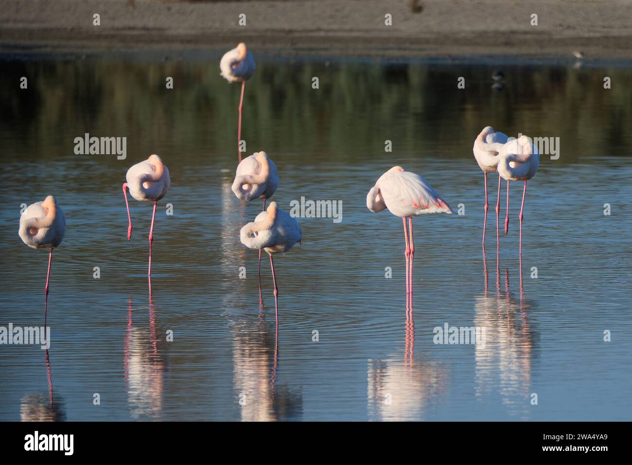 Flamingos stand in a water pool Stock Photo - Alamy