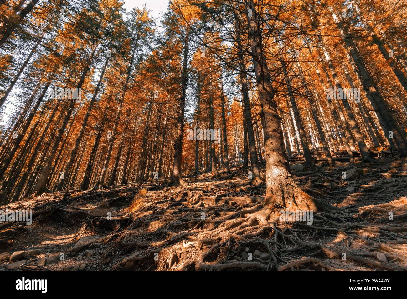 Autumn forest with trees that have large roots sticking out of the ...