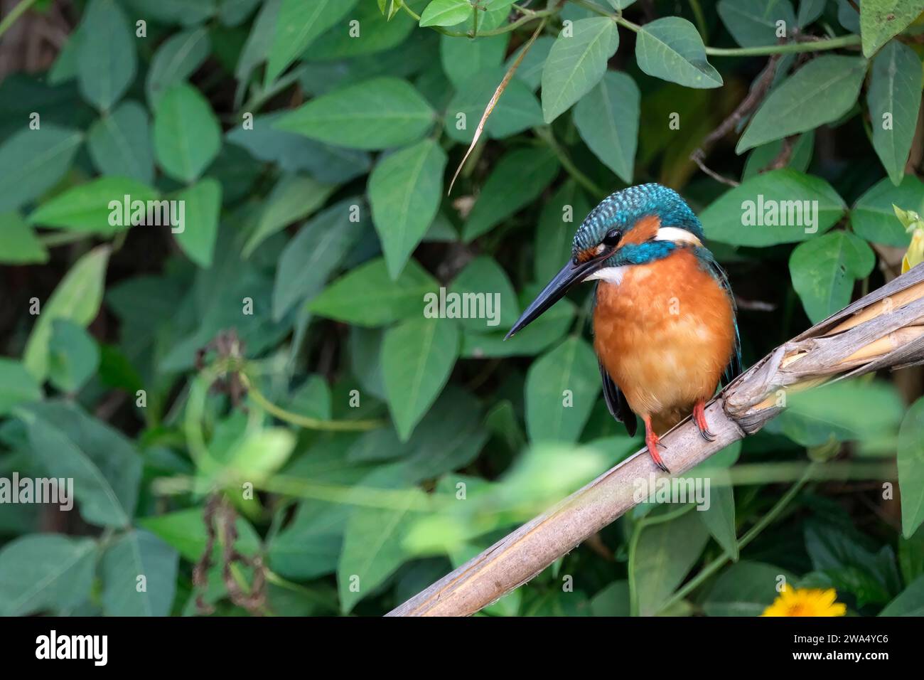 Common Kingfisher (Alcedo atthis), AKA Eurasian Kingfisher or River Kingfisher. This colourful ...