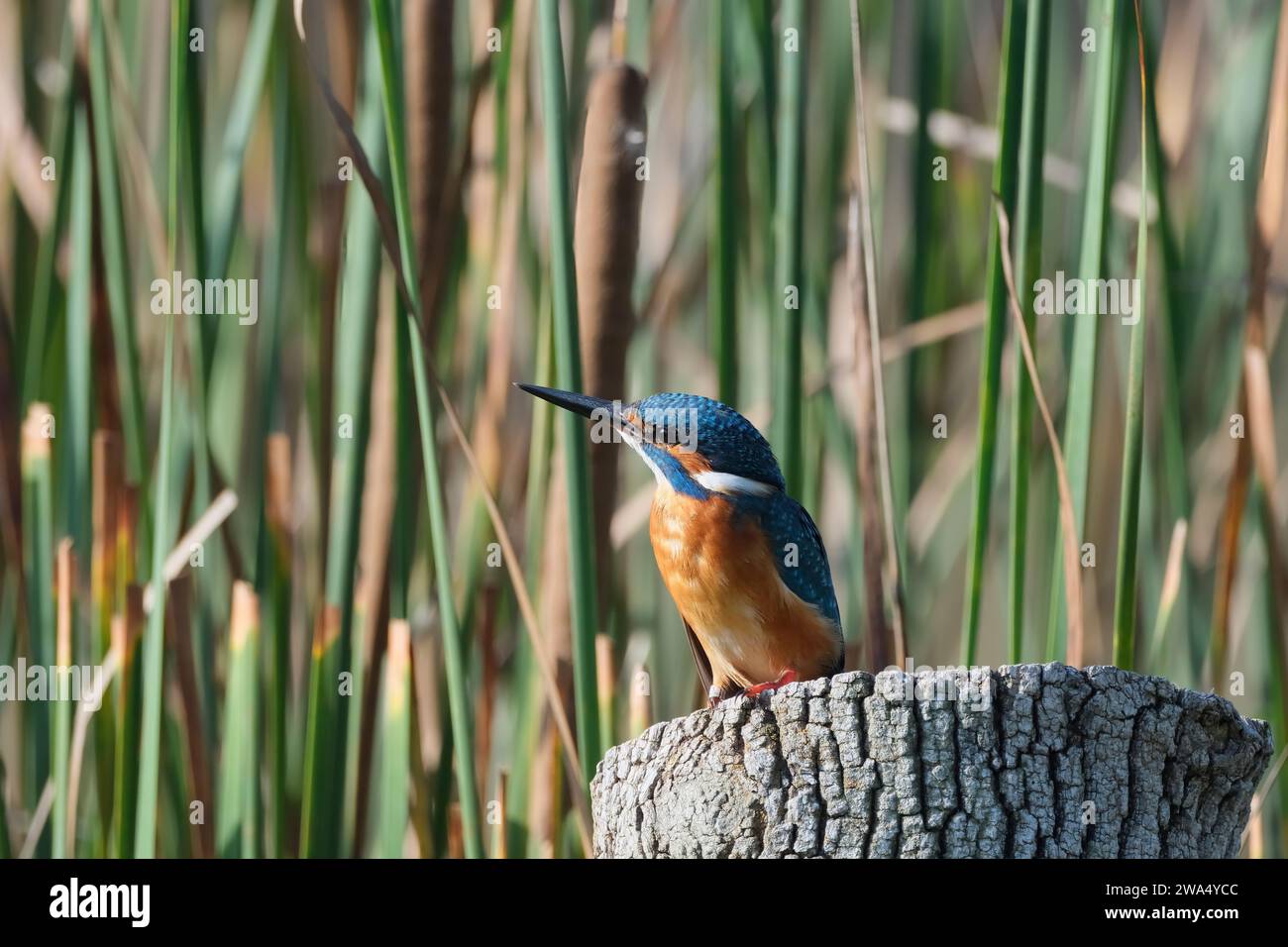 Common Kingfisher (Alcedo atthis), AKA Eurasian Kingfisher or River Kingfisher. This colourful ...