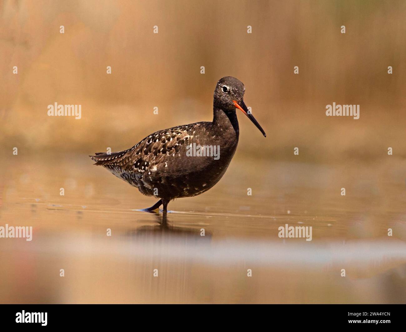 Summer breeding birds hi-res stock photography and images - Alamy