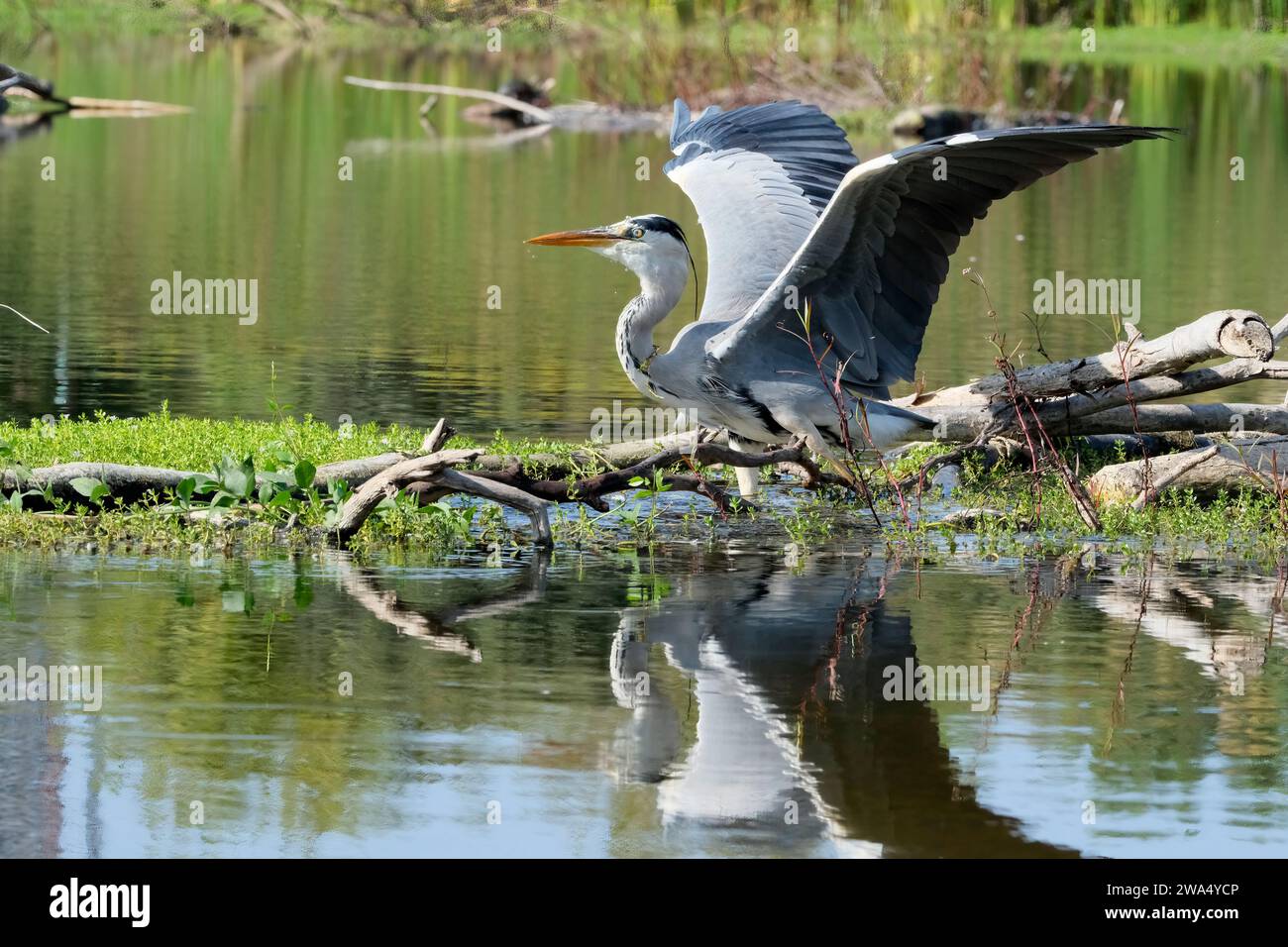 Grey heron (Ardea cinerea) feeding on fish in a water pond. This large ...