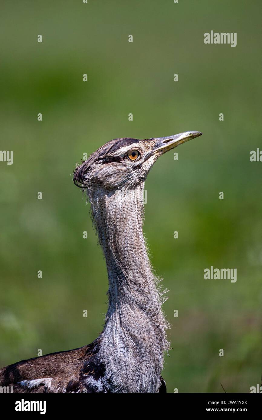 Kori bustard (Ardeotis kori). This large bird inhabits short grass ...