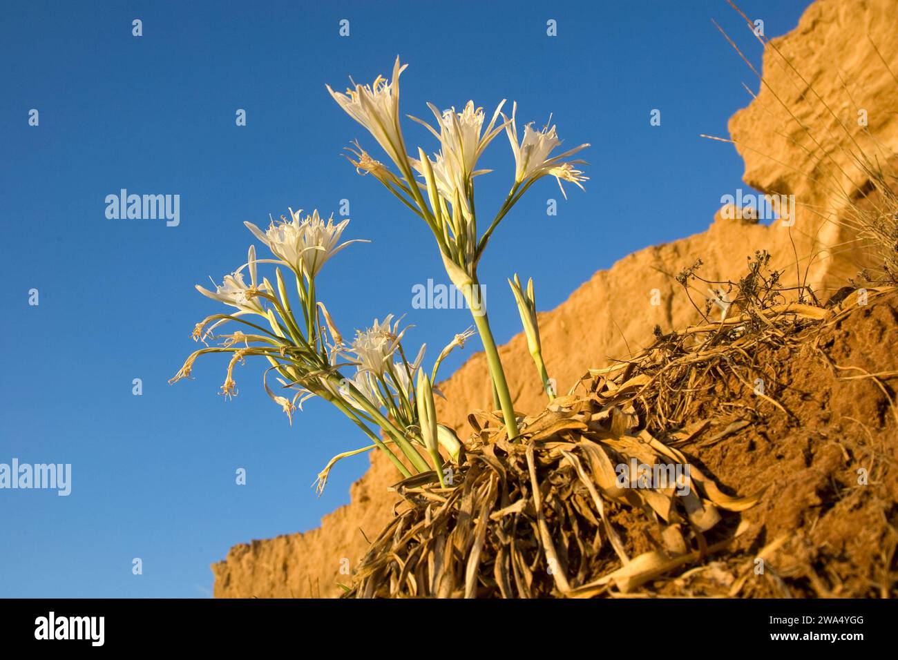 sea daffodil, sea pancratium lily (pancratium maritimum) on the ...