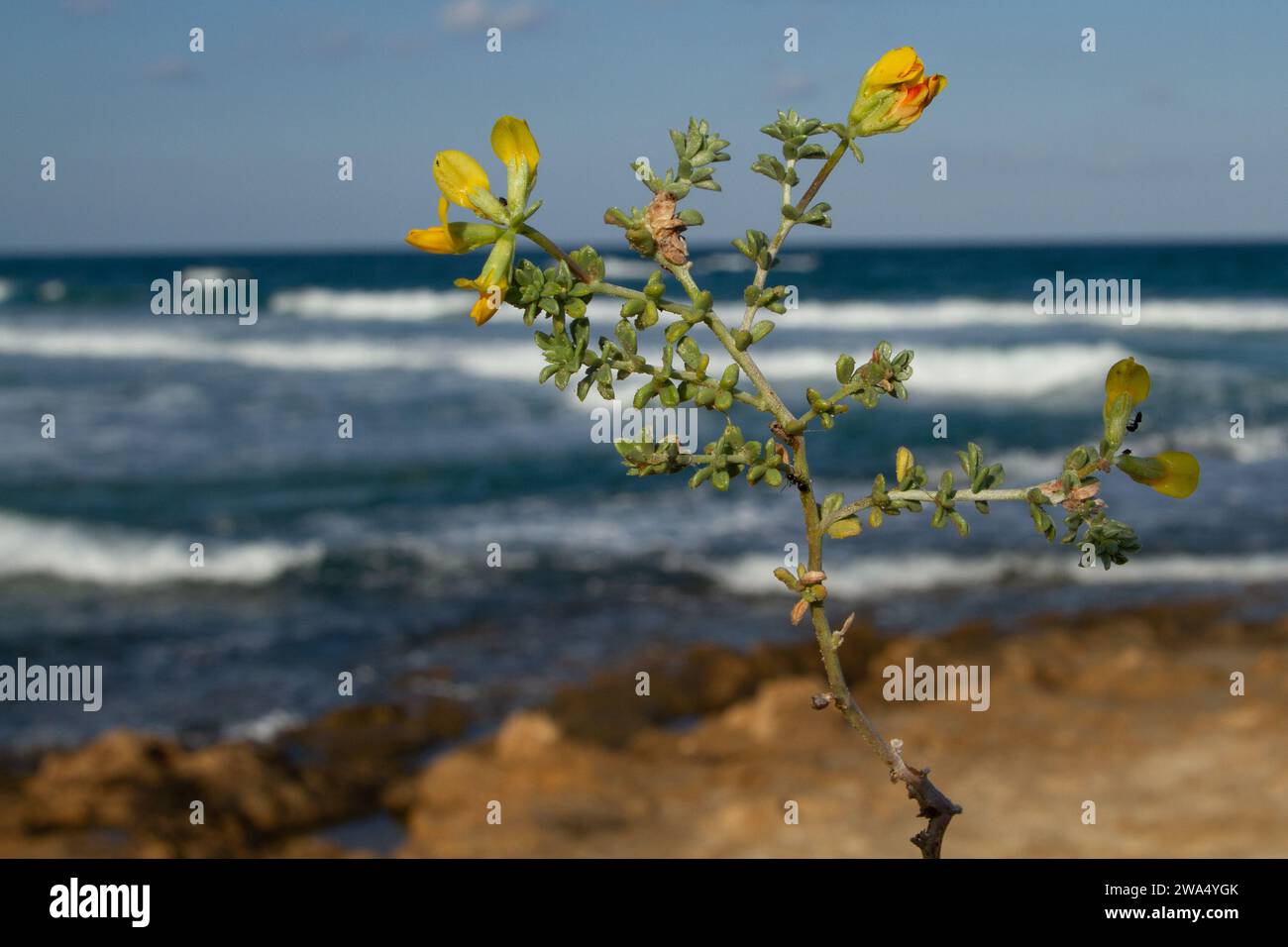 Silvery bird's-foot trefoil (Lotus creticus) Photographed in the ...
