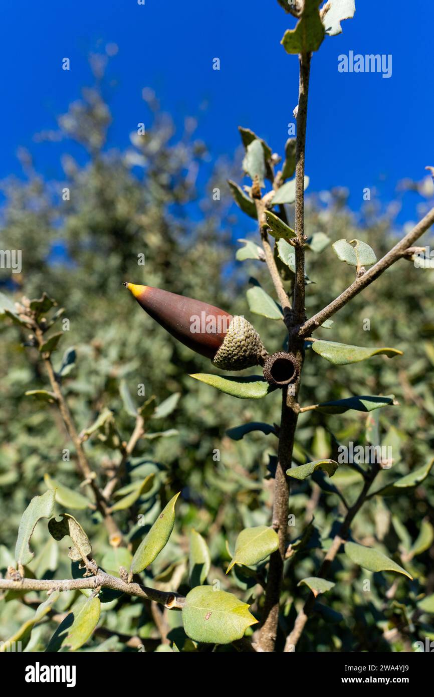 Single acorn nestled in an Alentejo cork oak tree, symbolizing ...