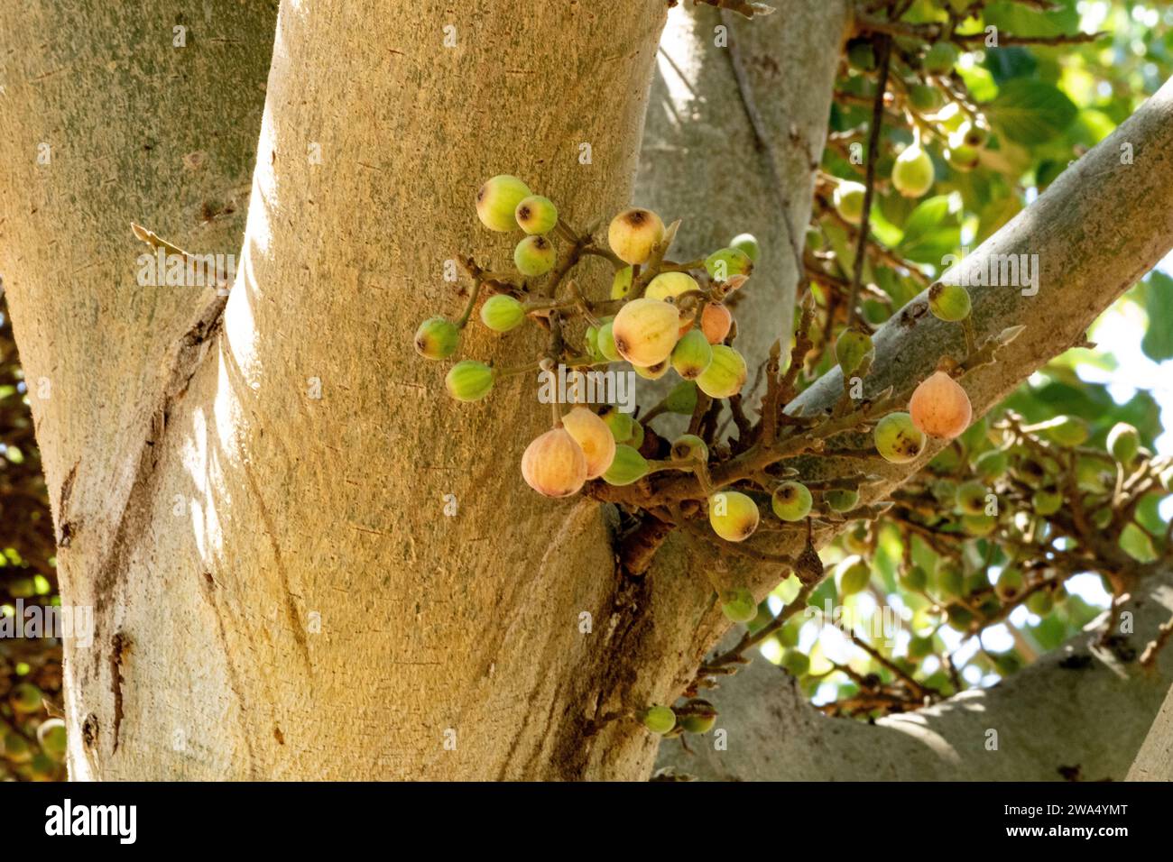 Closeup Of The Fruit Of The Ficus Sycomorus Called The Sycamore Fig