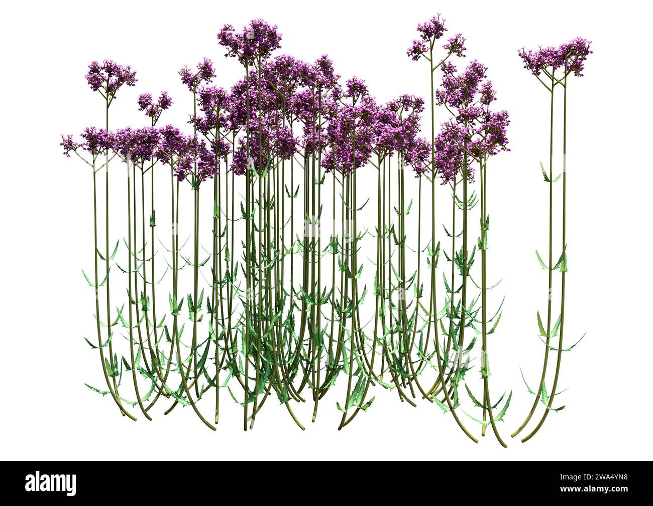 3D rendering of Verbena Bonariensis flowers isolated on white ...