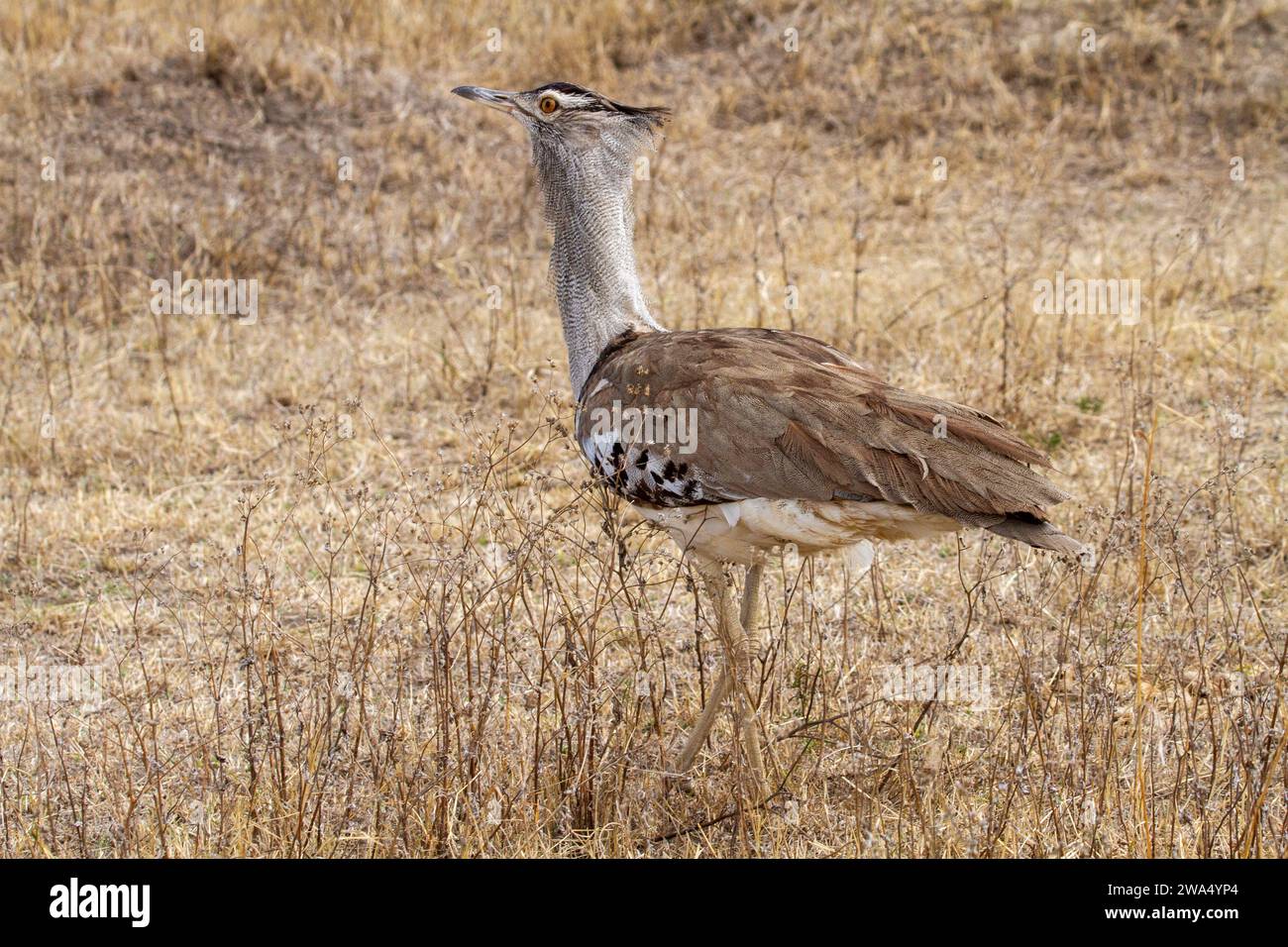 Kori bustard (Ardeotis kori). This large bird inhabits short grass ...