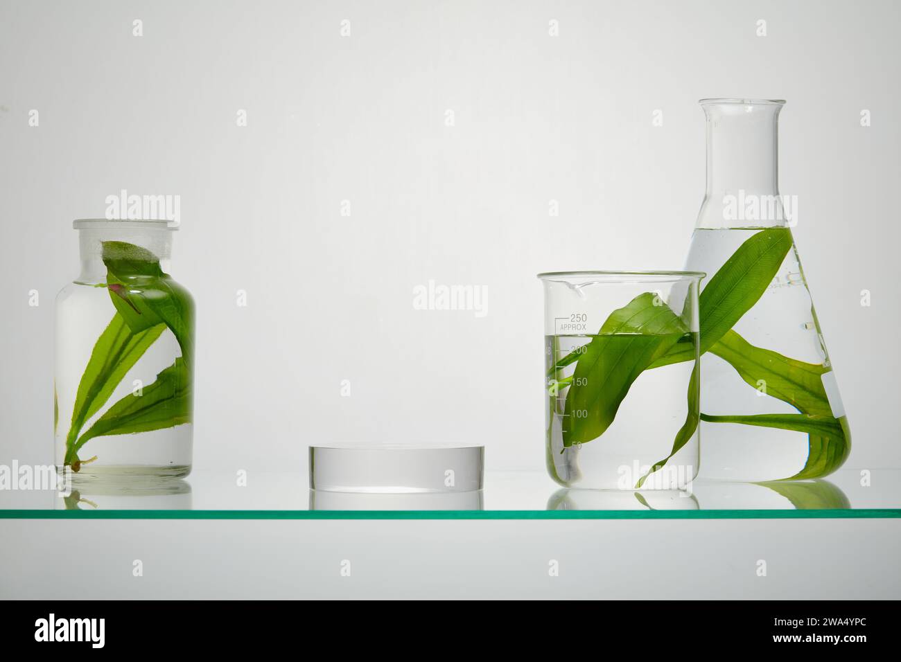 Fresh seaweed leaves are stored in a glass laboratory flask, placed on ...