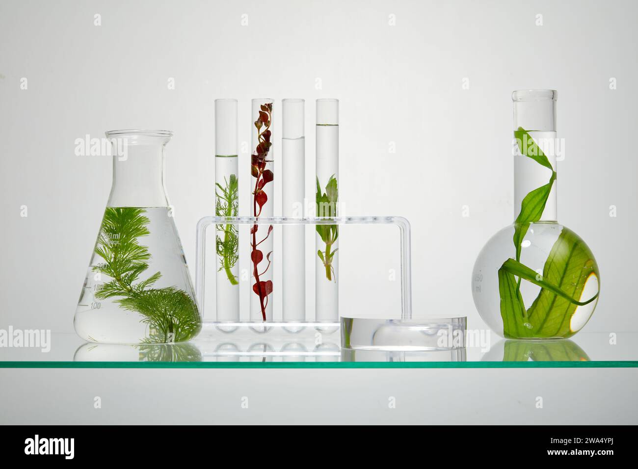 Different types of seaweed hi-res stock photography and images - Alamy
