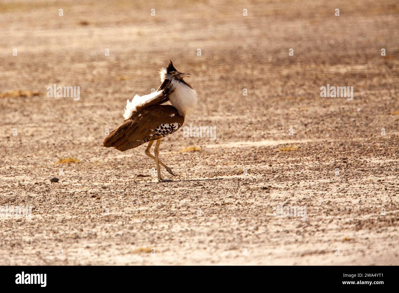 Kori bustard (Ardeotis kori) courtship This large bird inhabits short ...