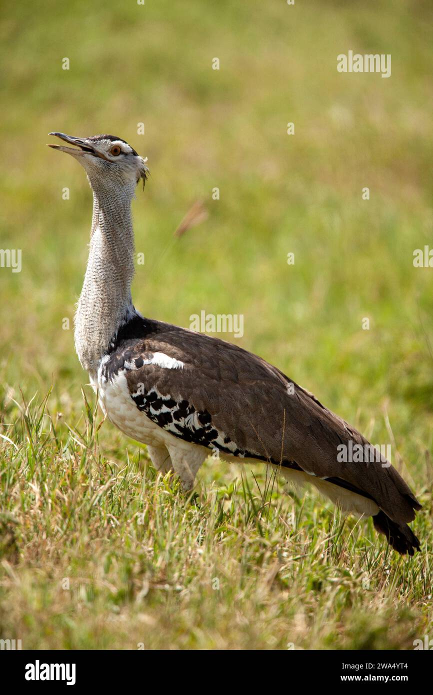 African bustards hi-res stock photography and images - Alamy