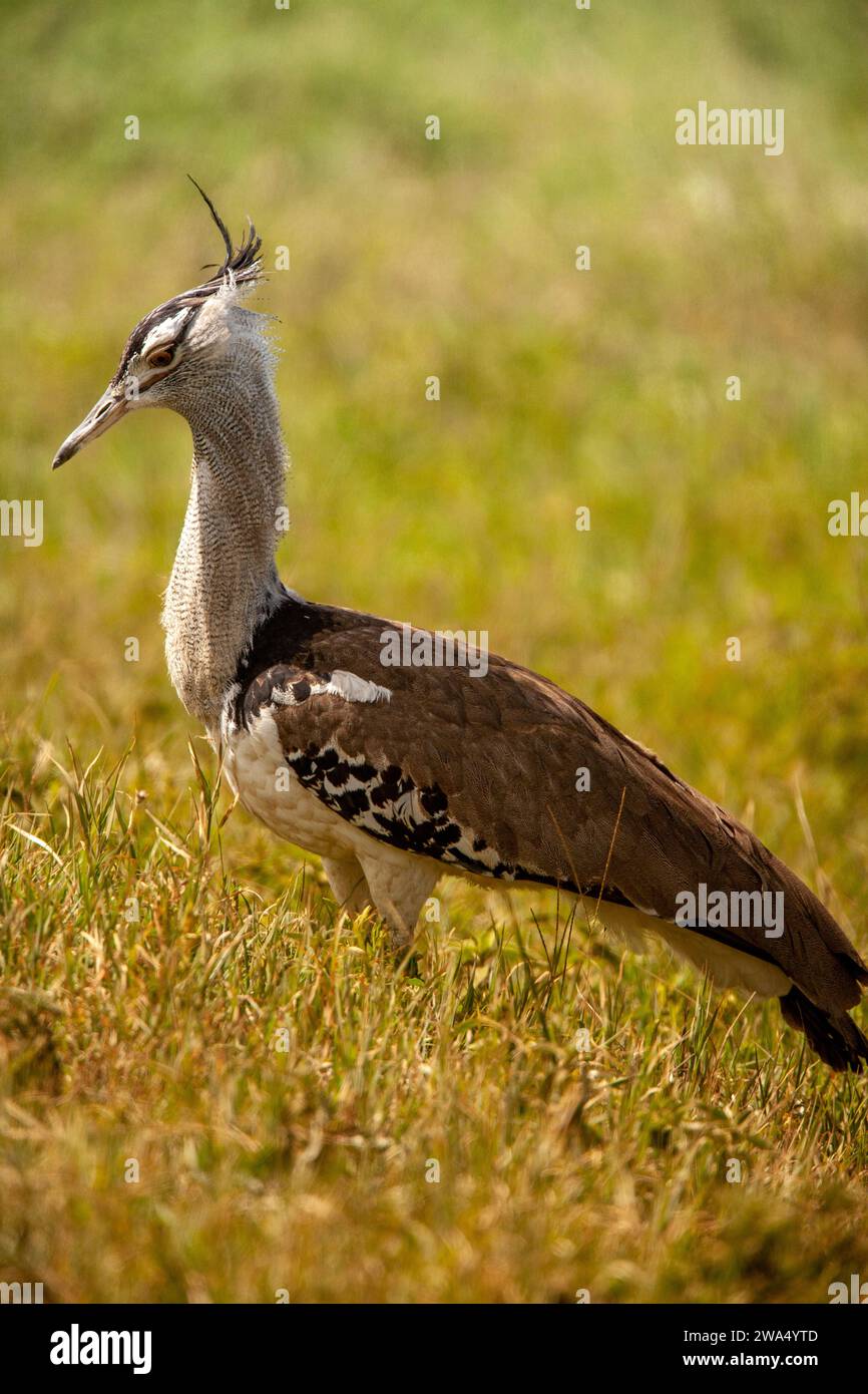African bustards hi-res stock photography and images - Alamy