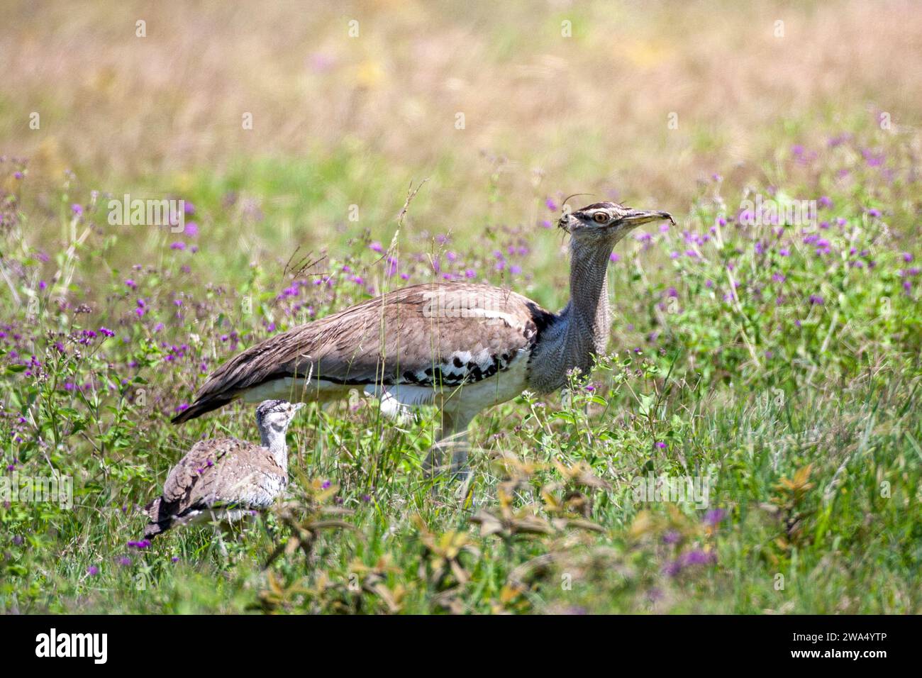 Kori bustard (Ardeotis kori) with young chick This large bird inhabits ...
