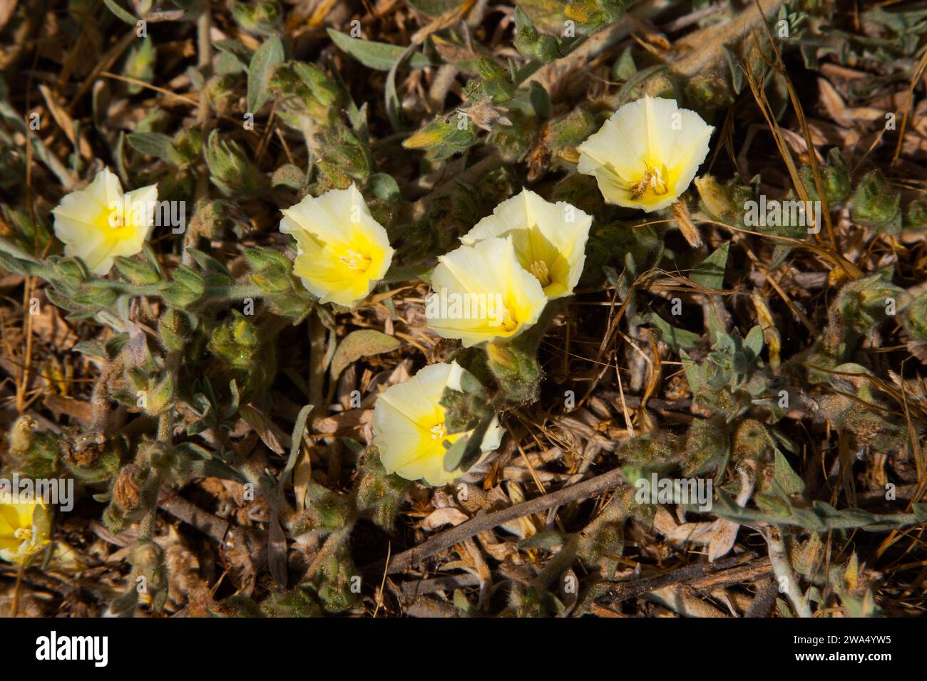Convolvulus secundus common names include One-sided Bindweed, Climbing ...