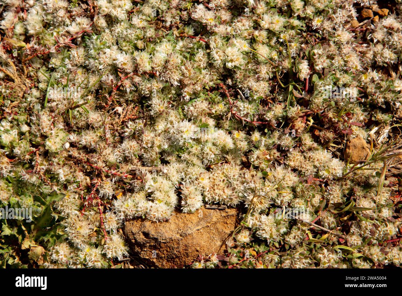 Paronychia argentea (Algerian Tea) is an herbaceous plant from the ...