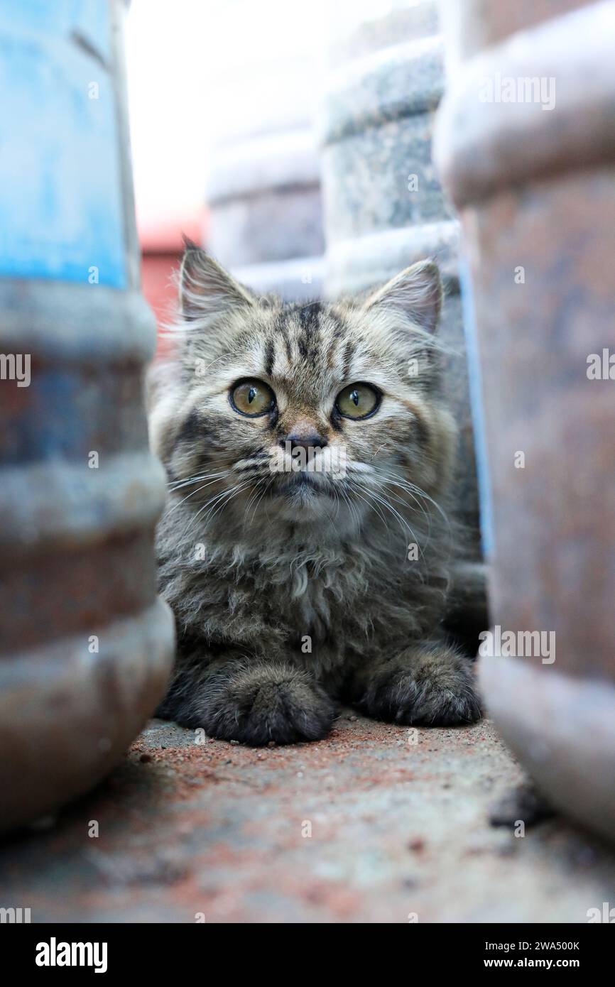The cat: commonly referred to as the domestic cat or house cat, is the ...