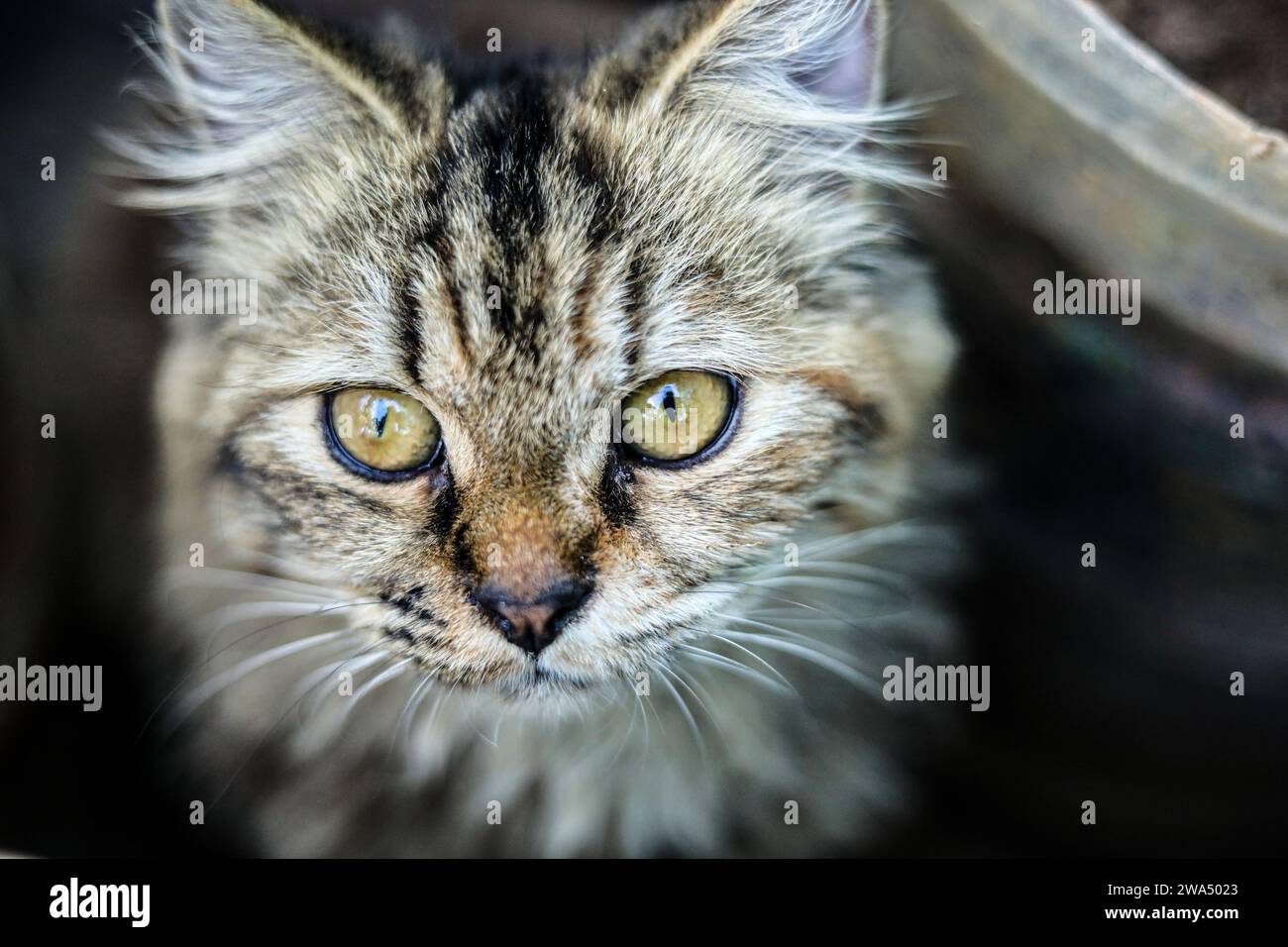The cat: commonly referred to as the domestic cat or house cat, is the ...
