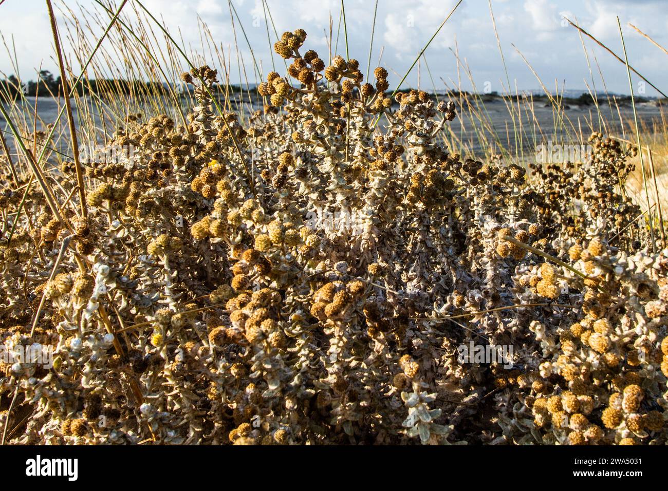 Sea Cudweed or cotton weed plant Otanthus maritimus Photographed in the ...