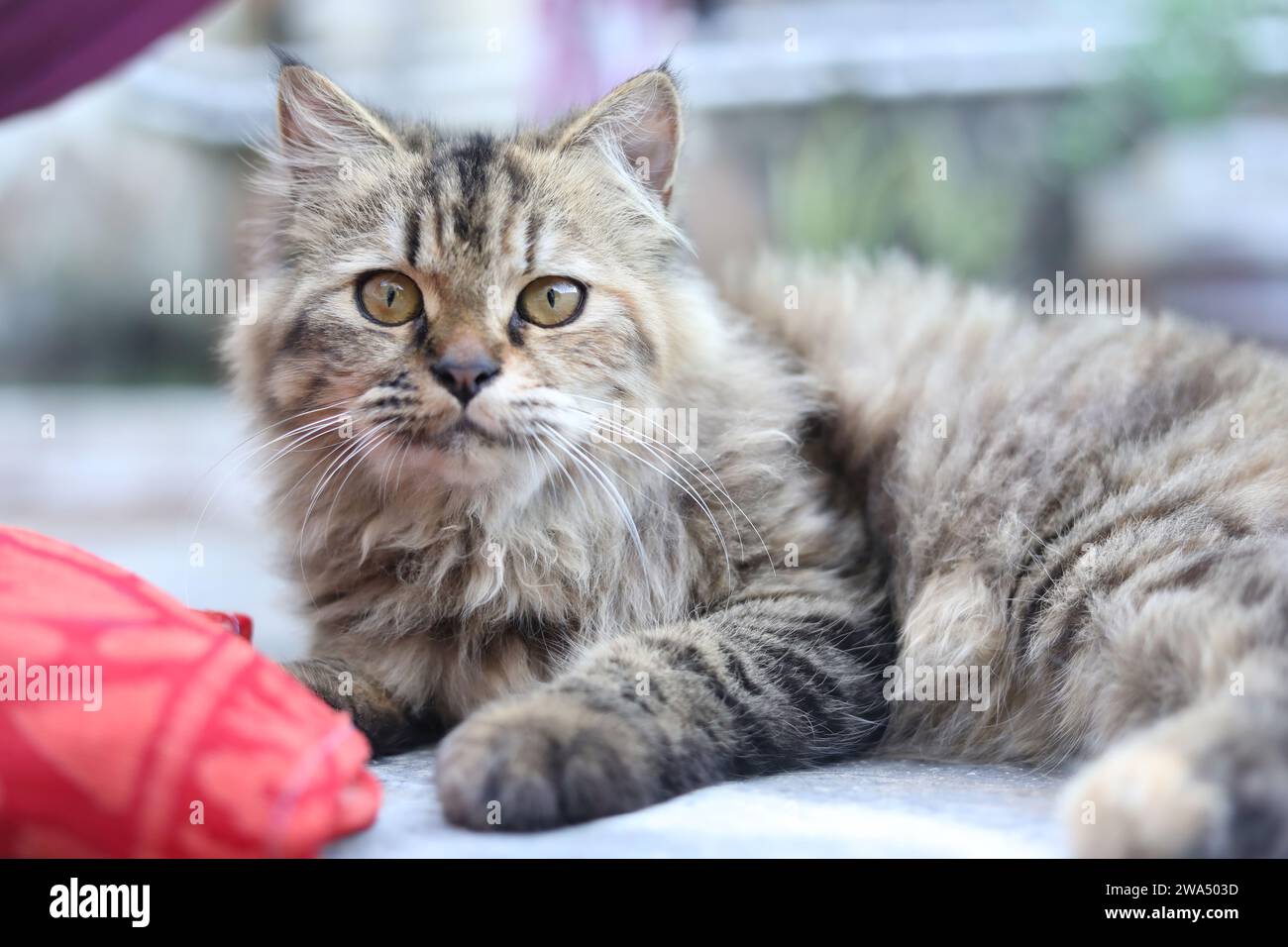 The cat: commonly referred to as the domestic cat or house cat, is the ...