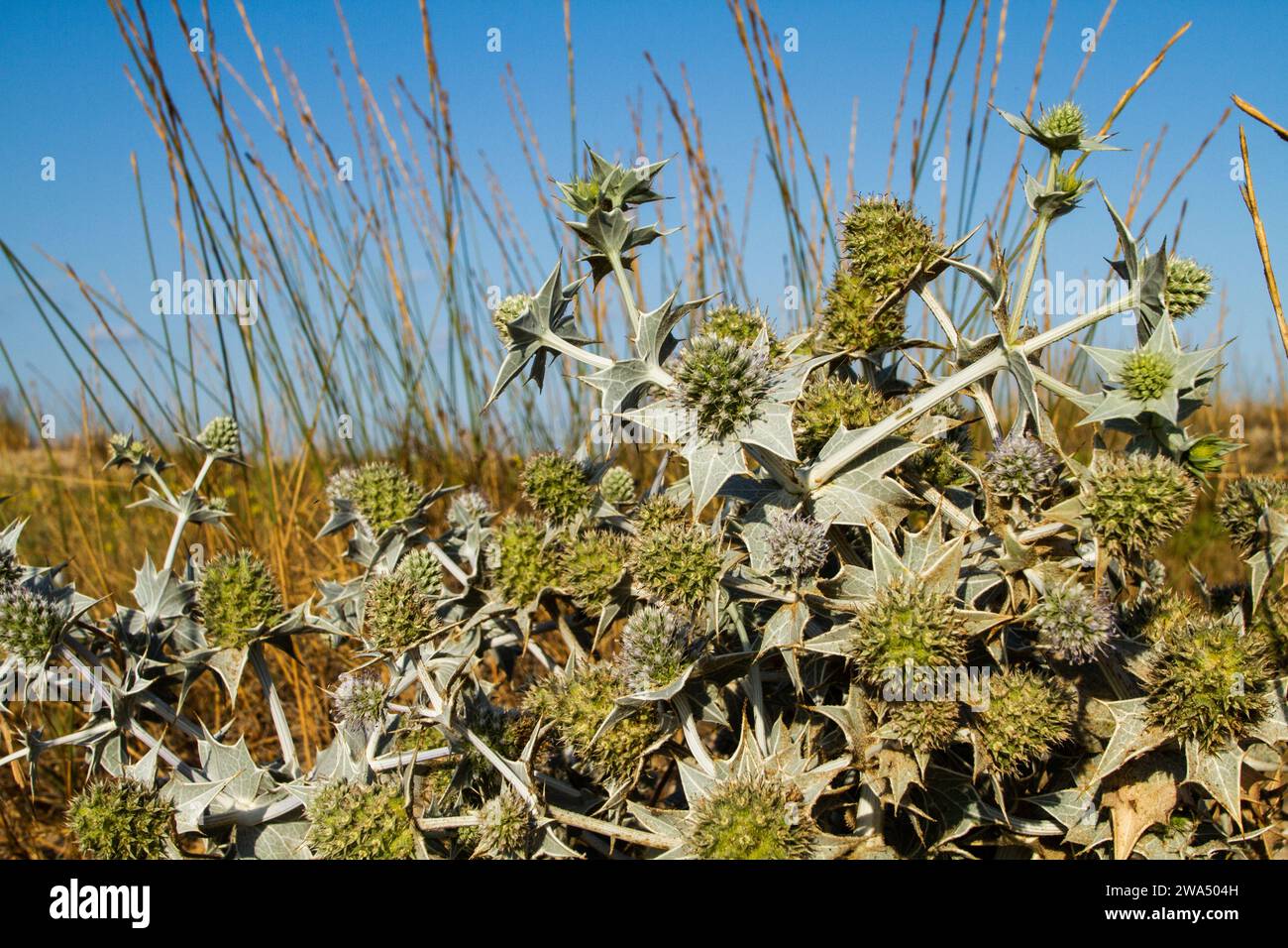 Sea Holly (Eryngium maritimum) flowering in summer.Photographed in the ...
