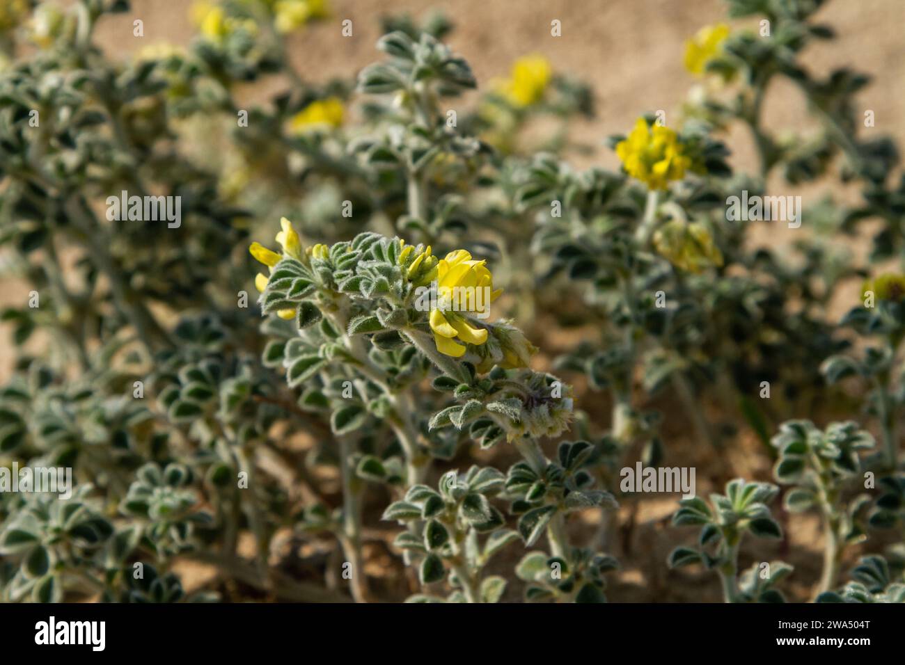 Sea medick flowers (Medicago marina). Photographed in the Mediterranean ...