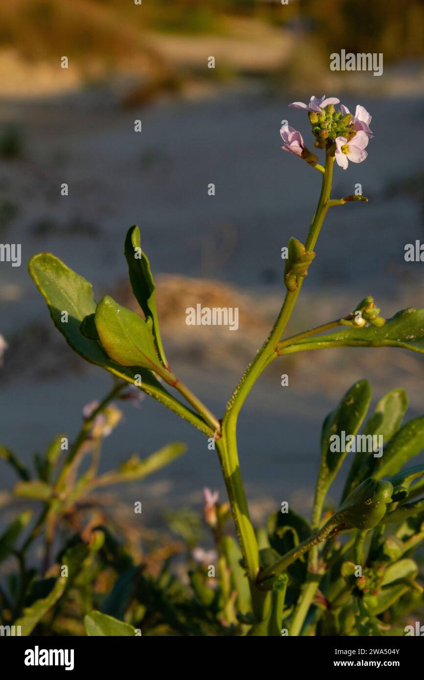 Mediterranean sea rocket (Cakile maritima). Also called the European ...