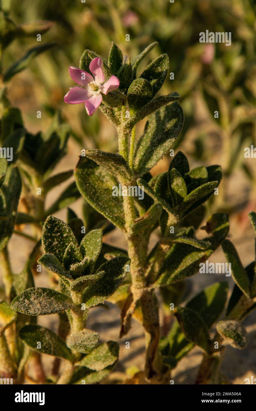 Silene succulenta AKA Succulenta Silene or just Silene Photographed in ...