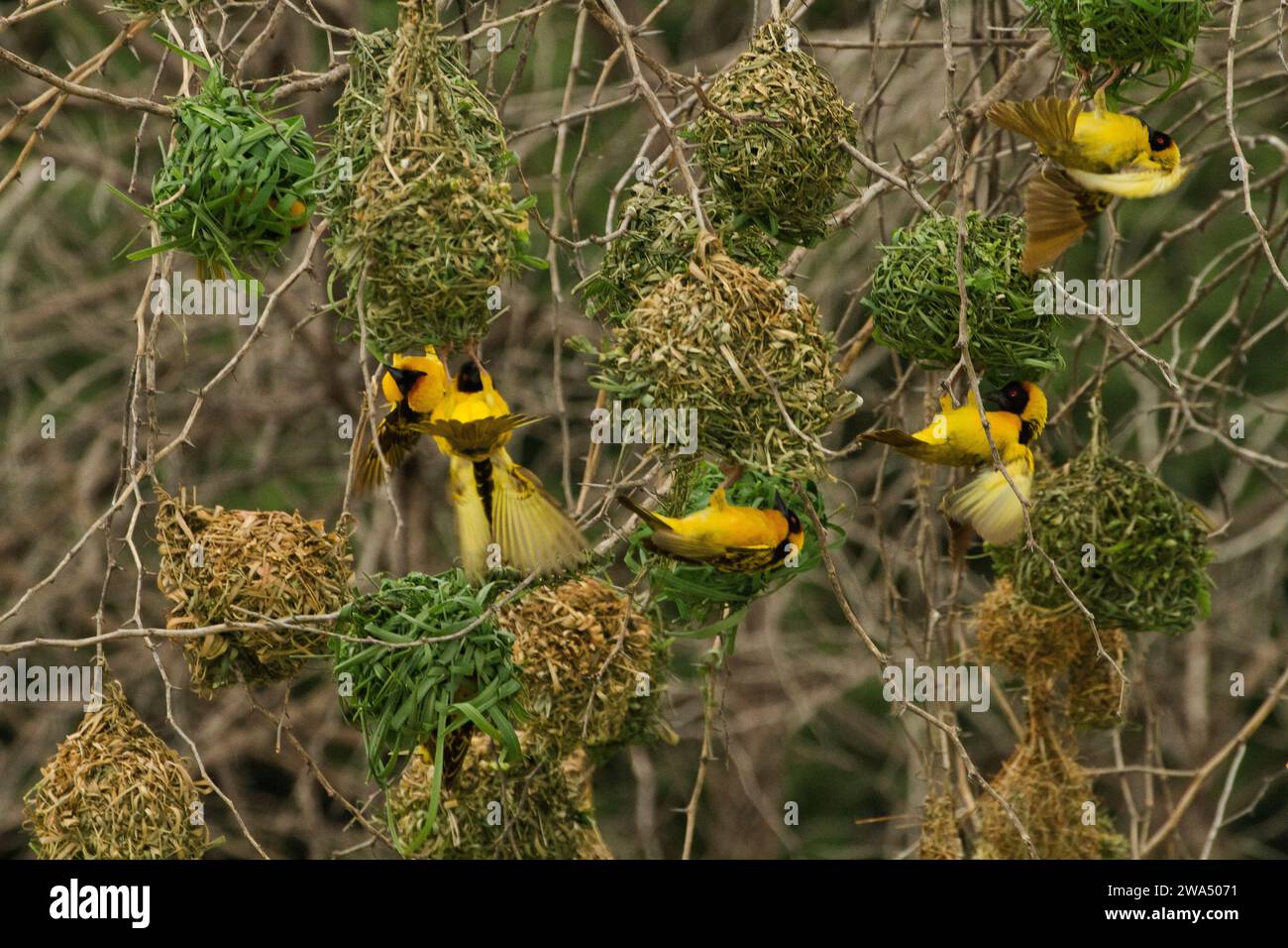 Vitelline Masked Weaver (Ploceus vitellinus). Serengeti National Park ...