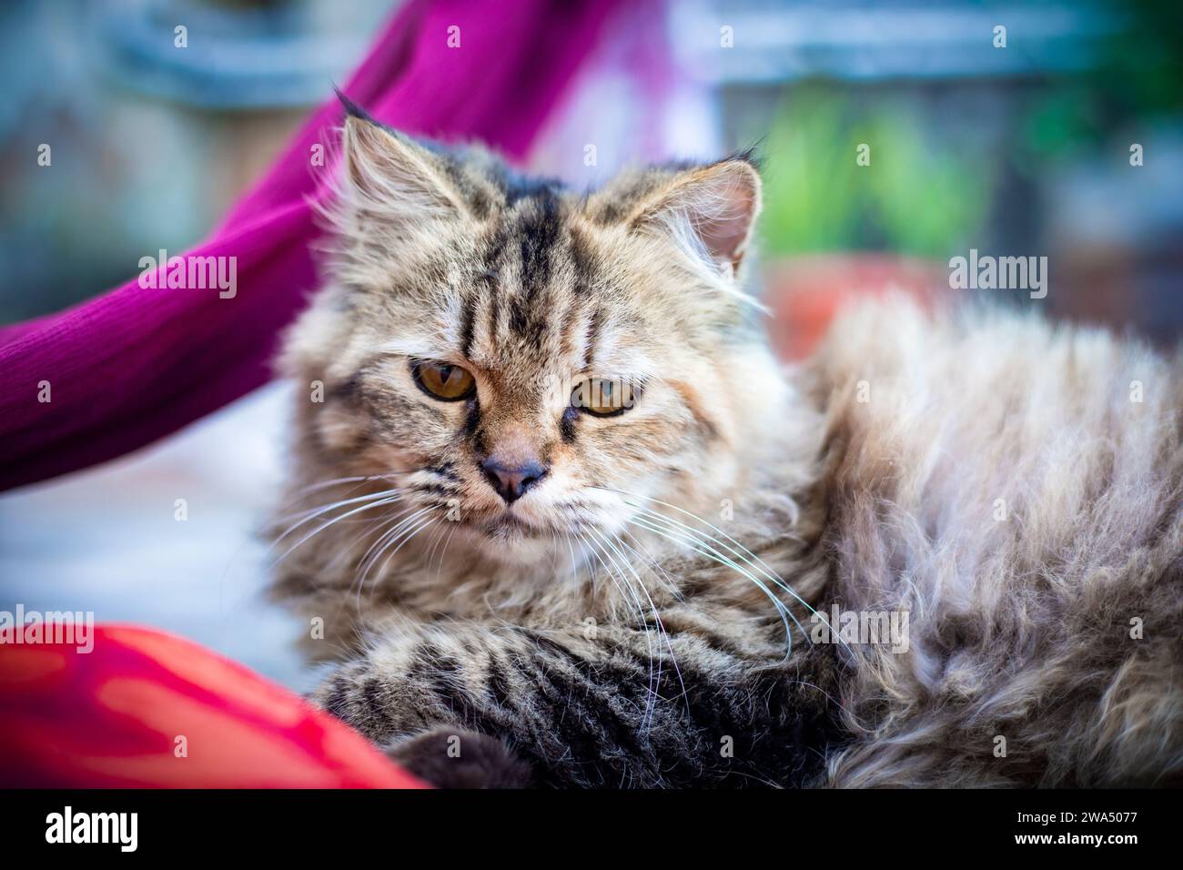 The cat: commonly referred to as the domestic cat or house cat, is the ...