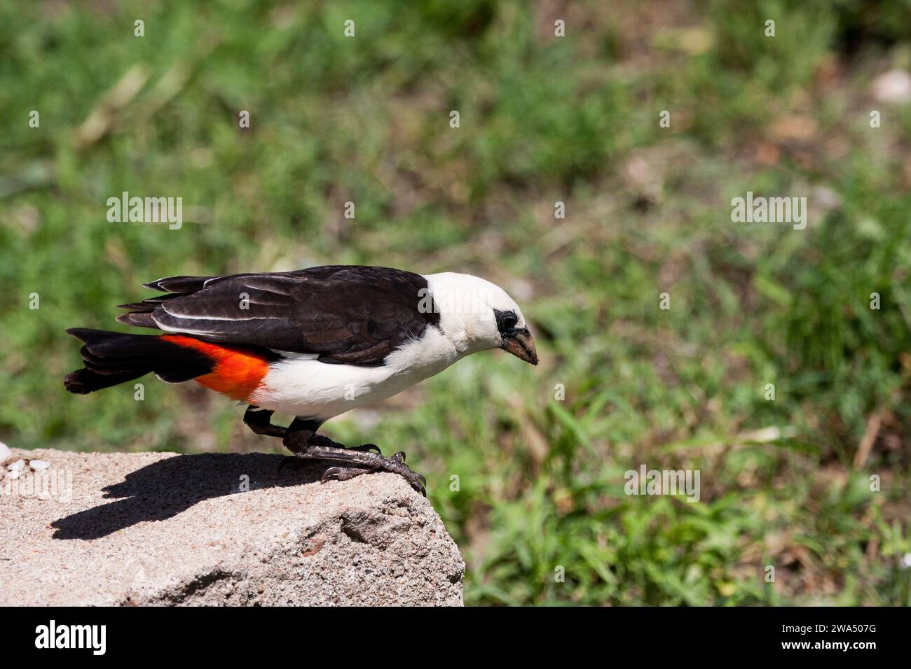 The white-headed buffalo weaver or white-faced buffalo-weaver ...