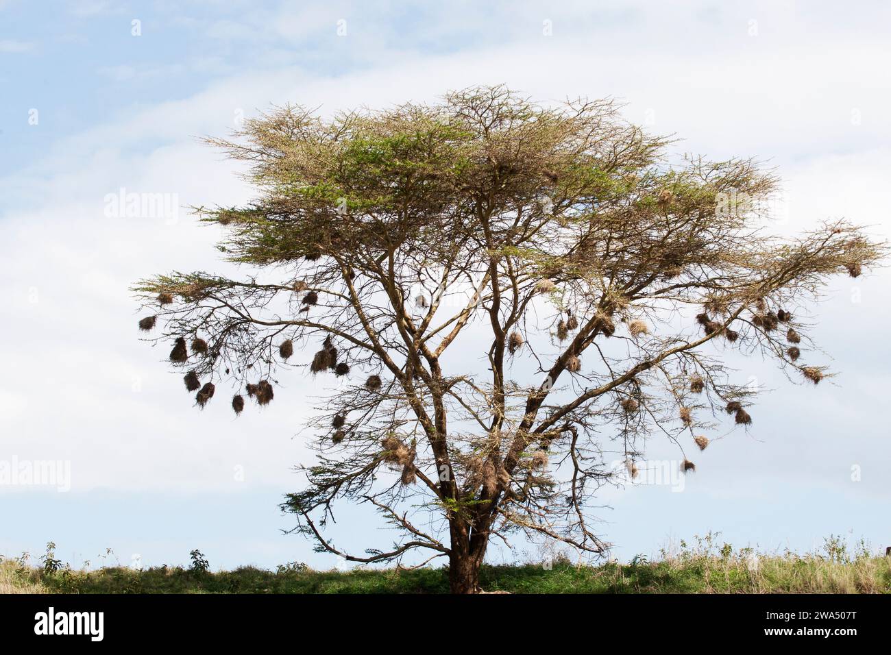 Nests of the The white-headed buffalo weaver or white-faced buffalo ...