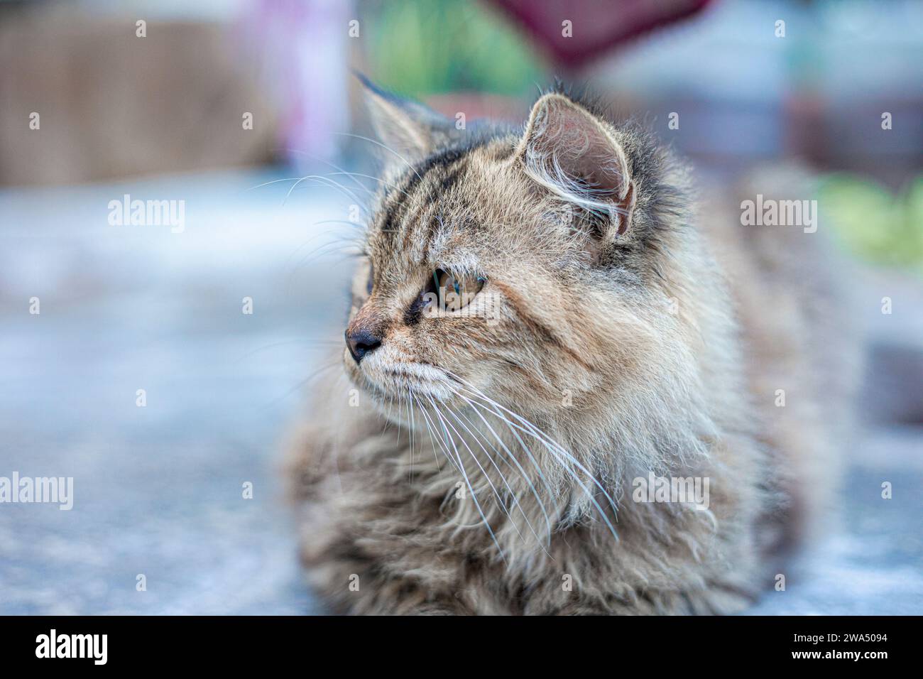 The cat: commonly referred to as the domestic cat or house cat, is the ...