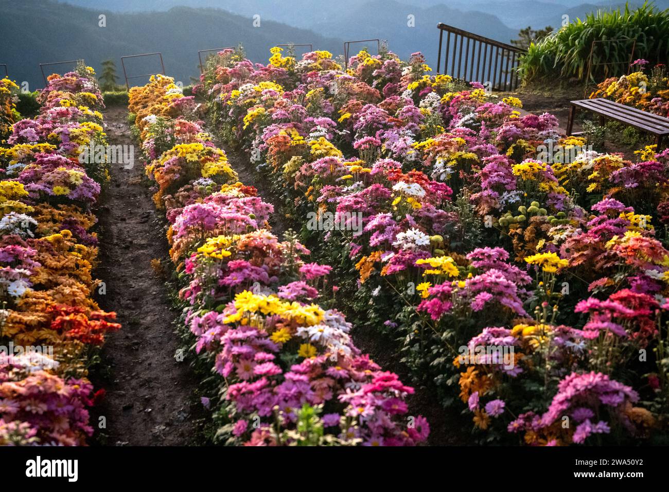 Atok benguet hi-res stock photography and images - Alamy