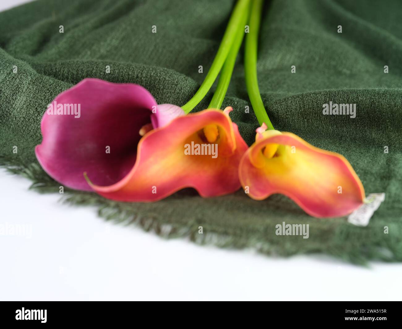 Close up orange mauve hi-res stock photography and images - Alamy