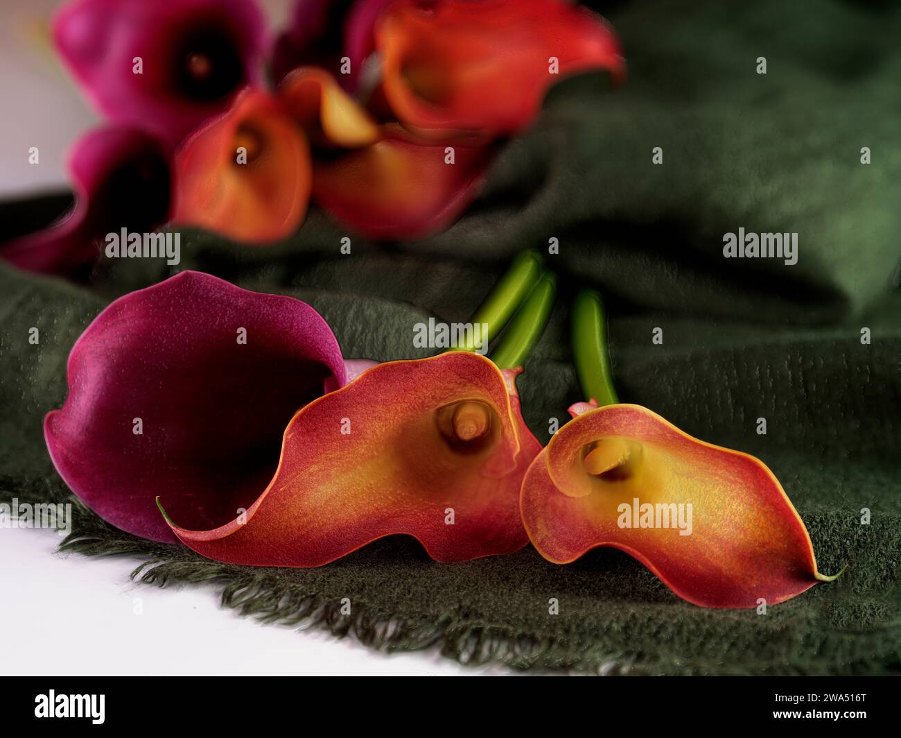 Orange Calla flowers on dark black background Stock Photo - Alamy