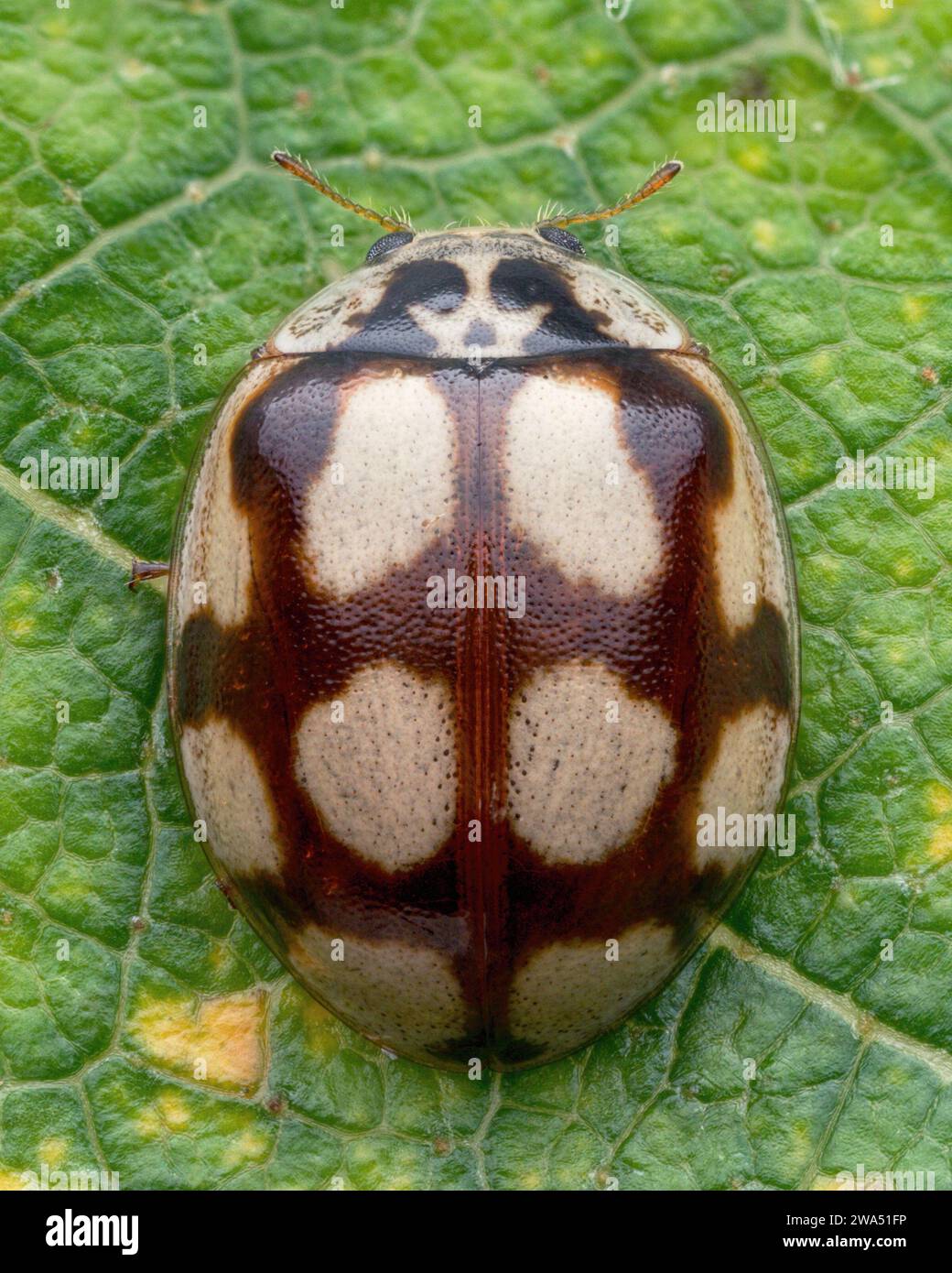 Dorsal view of 10-spot Ladybird (Adalia decempunctata). Tipperary ...