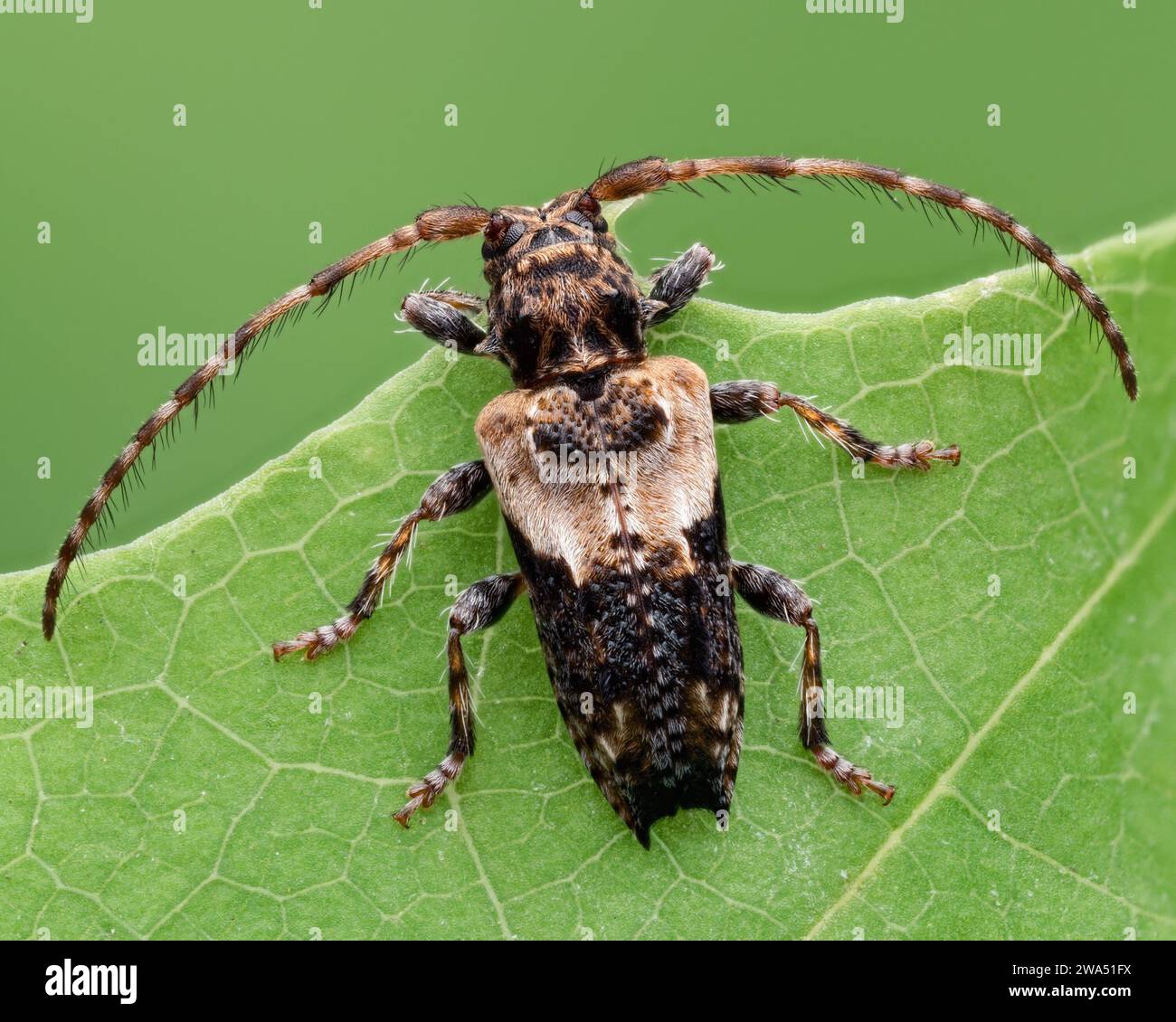 Dorsal view of Lesser Thorn-tipped Longhorn Beetle (Pogonocherus ...