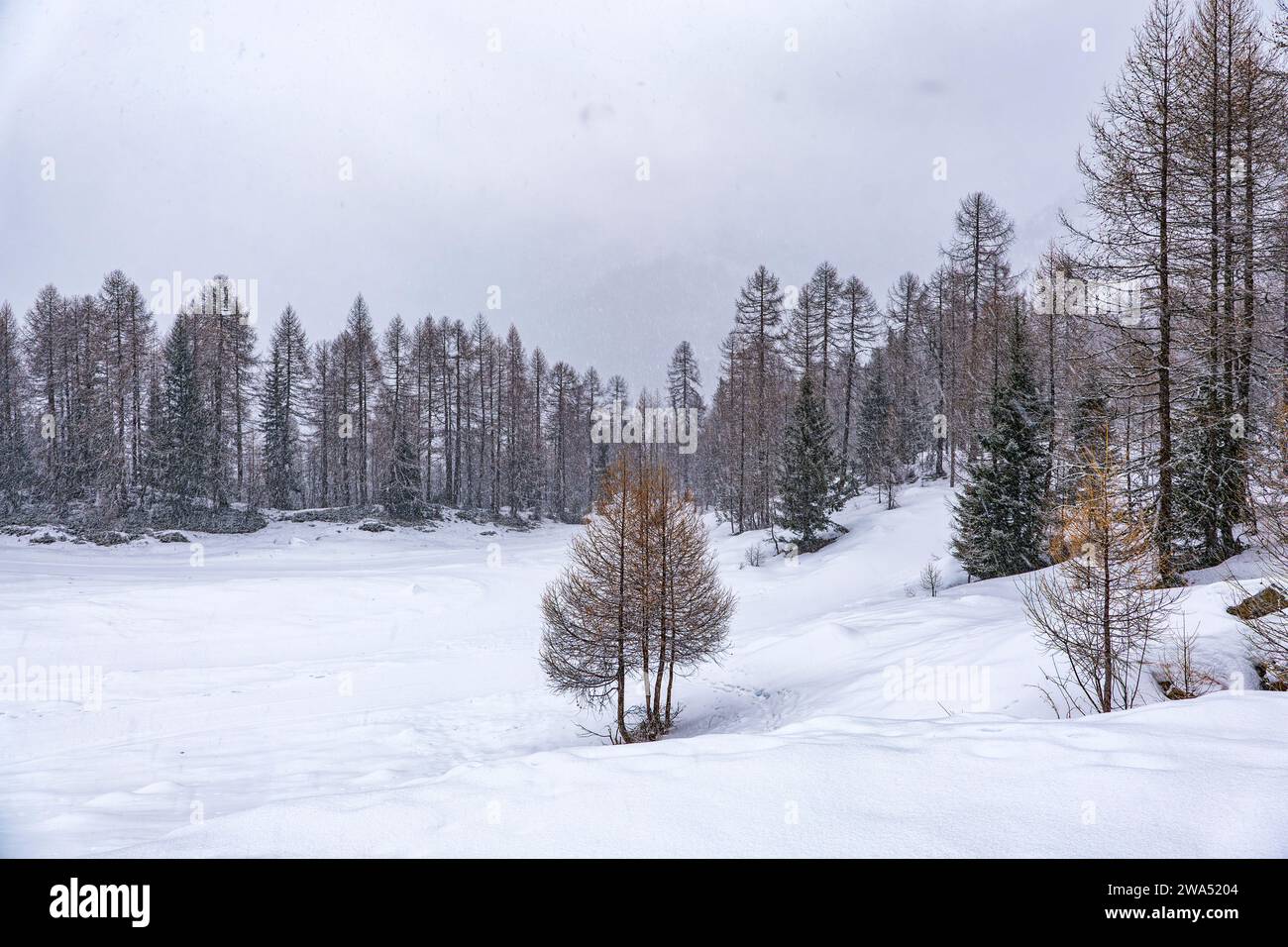 Snowy landscape in a forest of the Italian alps during a snowfall Stock ...