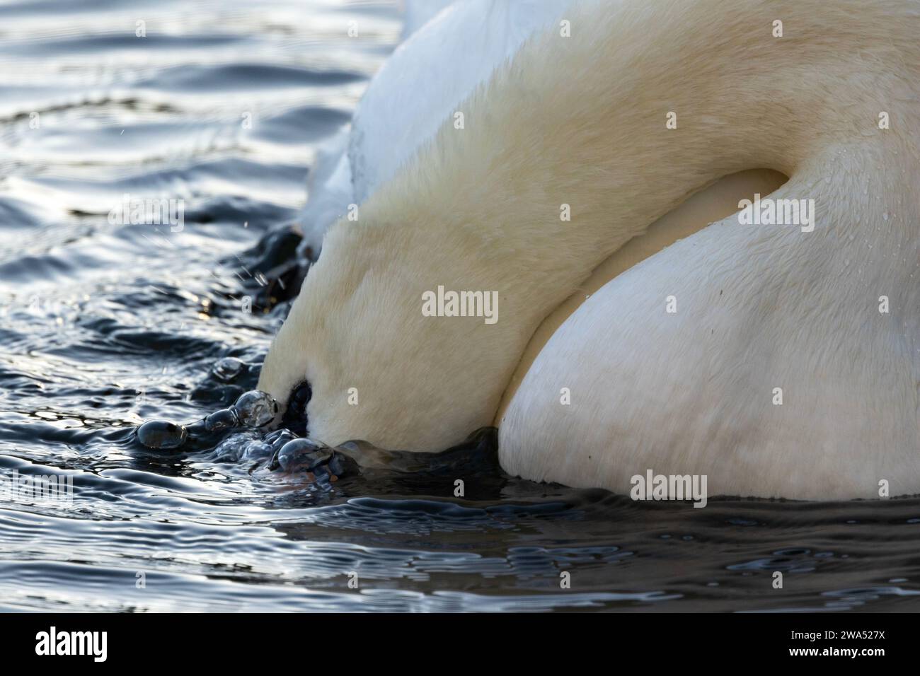 A Mute Swan feeds by dabbling. They use their beak as a sieve and eats ...